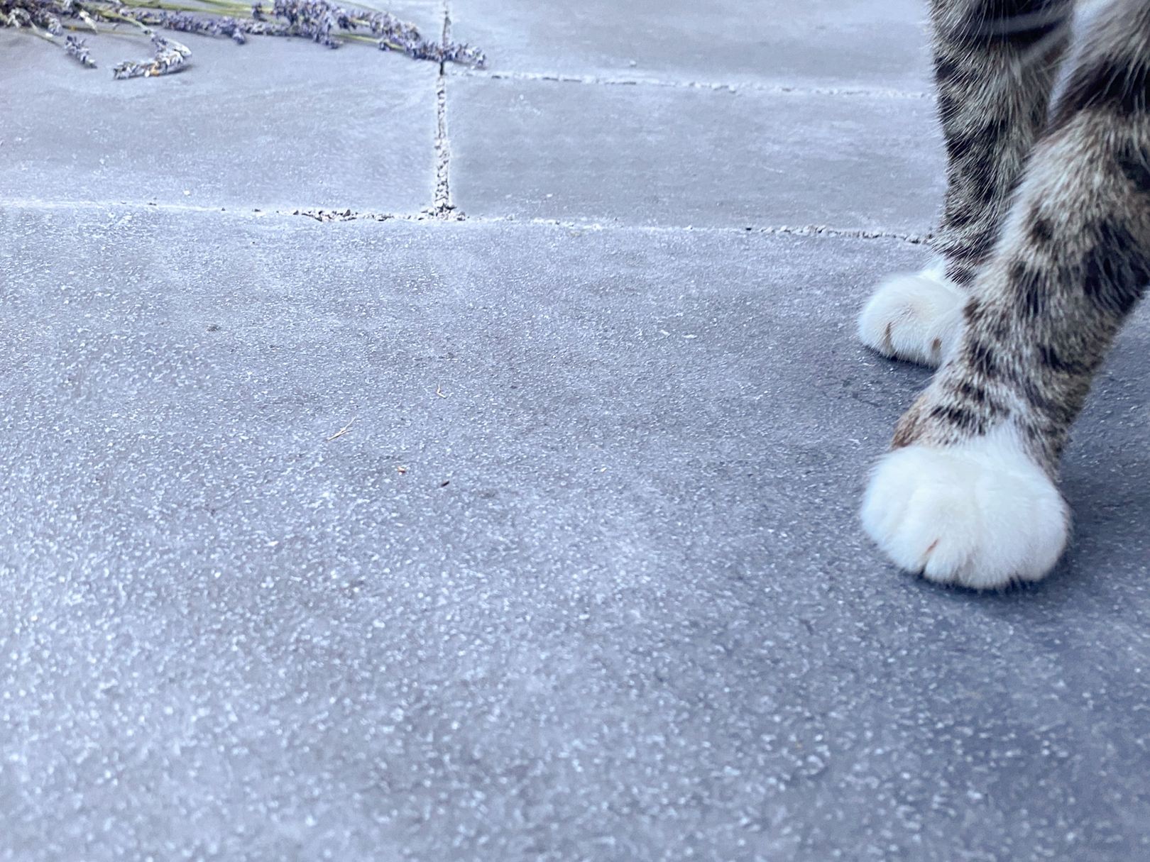 Kalksteinterrassenplatten - Lime Black | jonastone